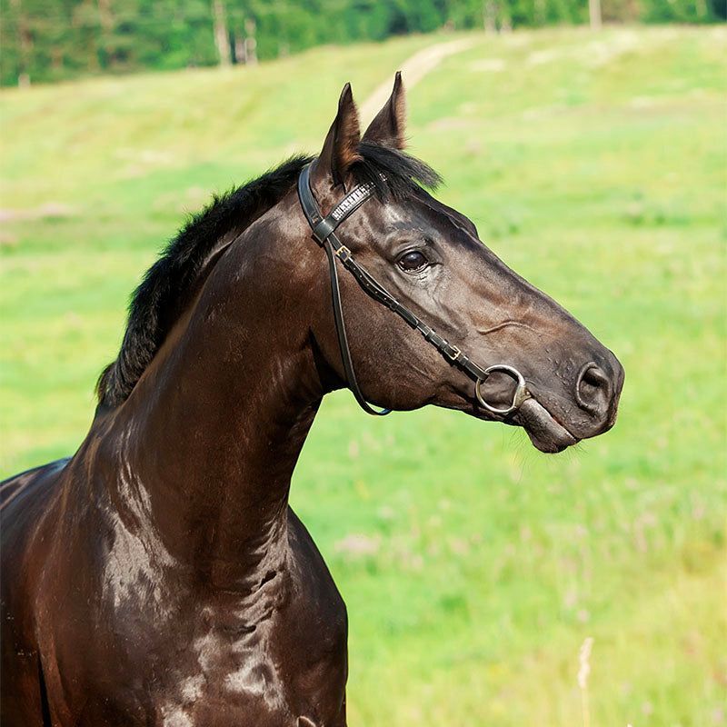 Horse Droppings as an Indicator of Equine Hindgut Health – Equell